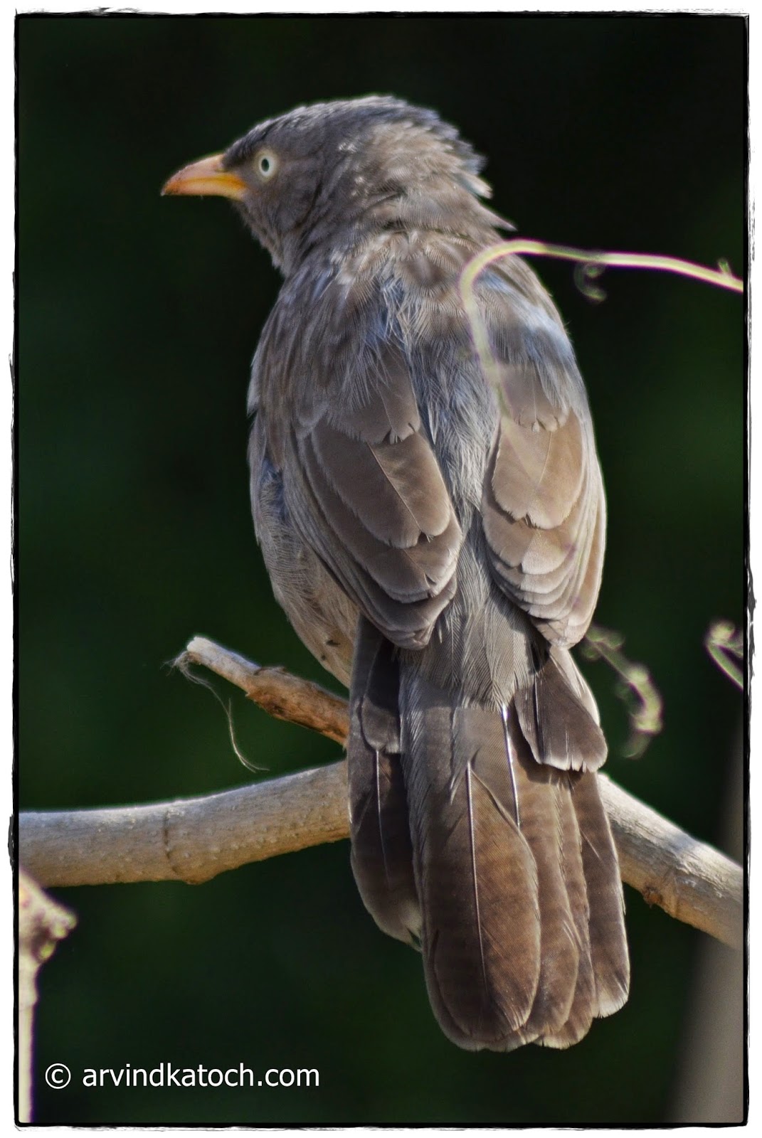 Jungle Babbler (Turdoides striata) Pictures and Detail (Angry Bird)