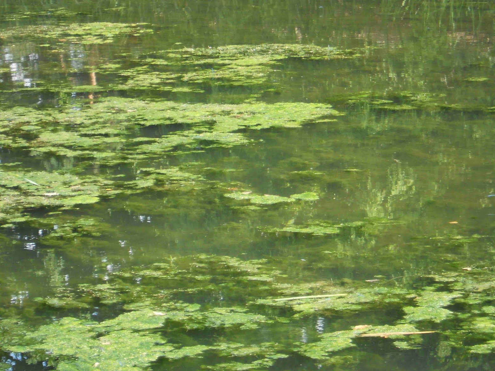 The hundred day alga and five seasons for the UK, just for the record