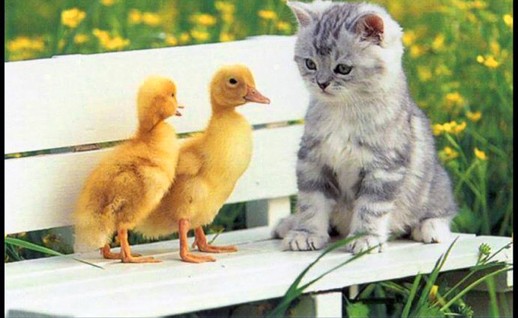 TiaraAnggrainy: Bebek dan Kucing