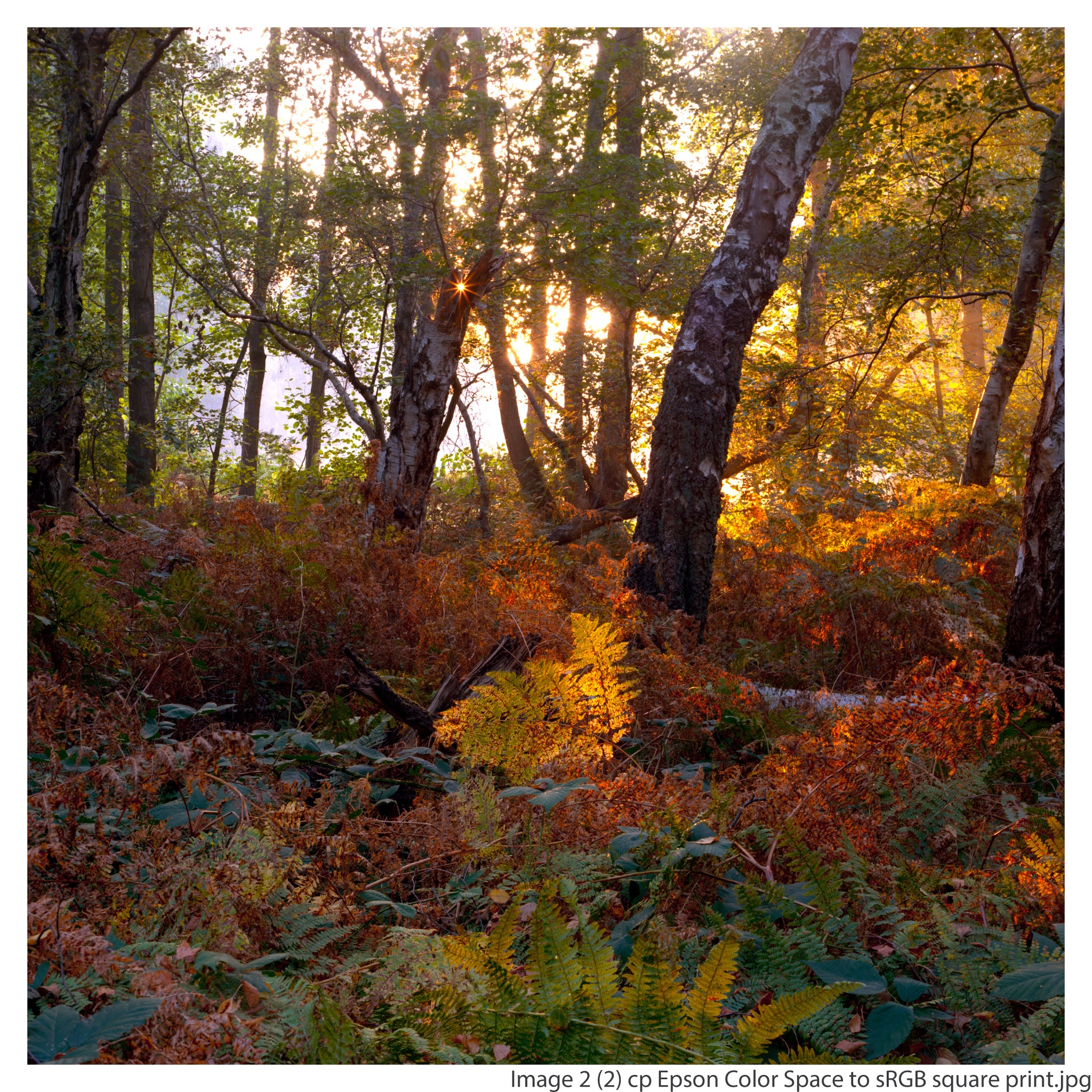 Revisiting Color Negative Scanning and Color Spaces