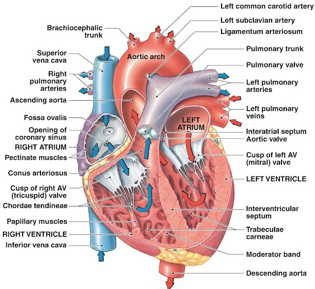 CARDIOVASCULAR SYSTEM