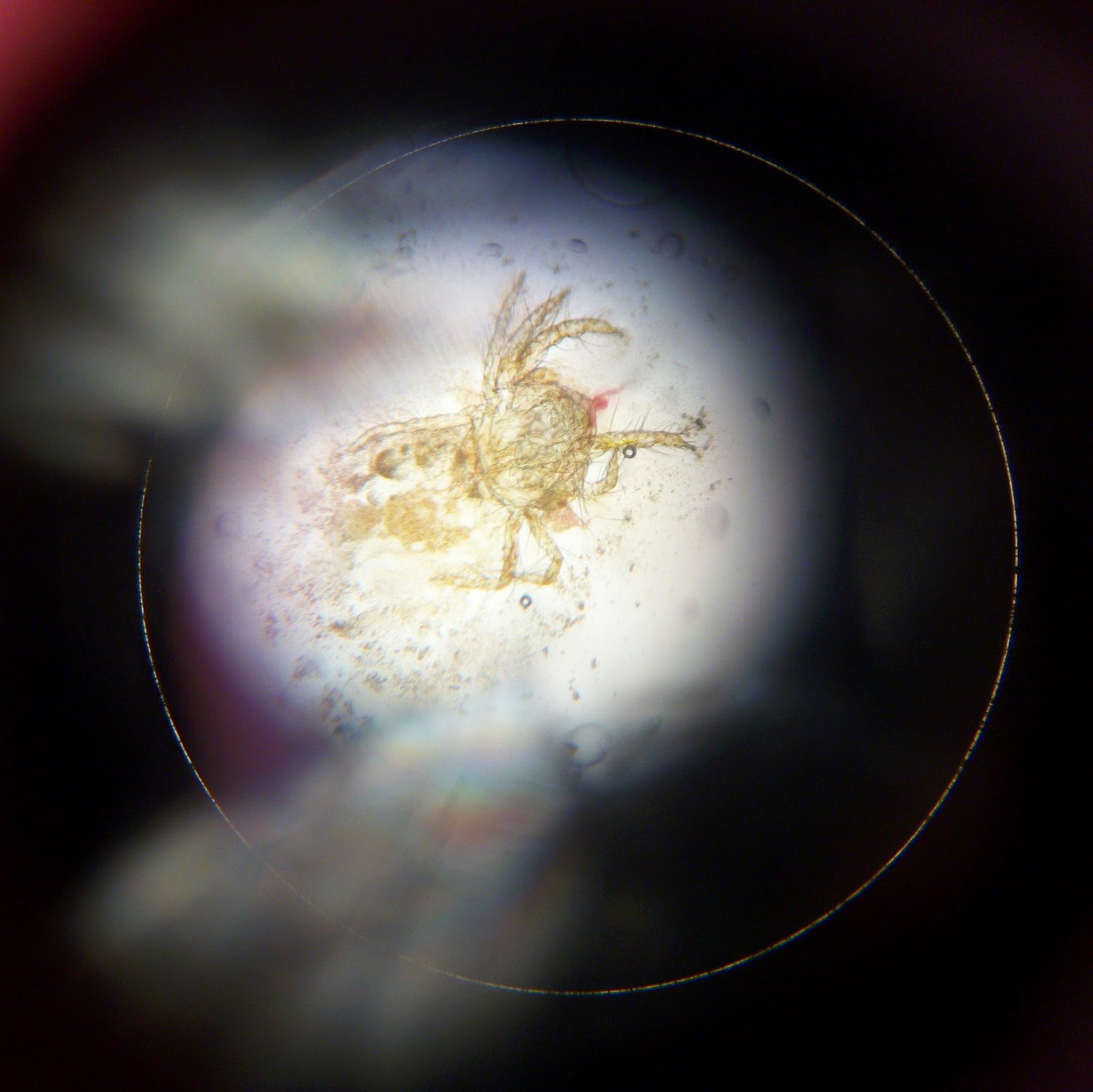 LE MICROSCOPE DU COLLÈGE WEILER (et la loupe monoculaire)