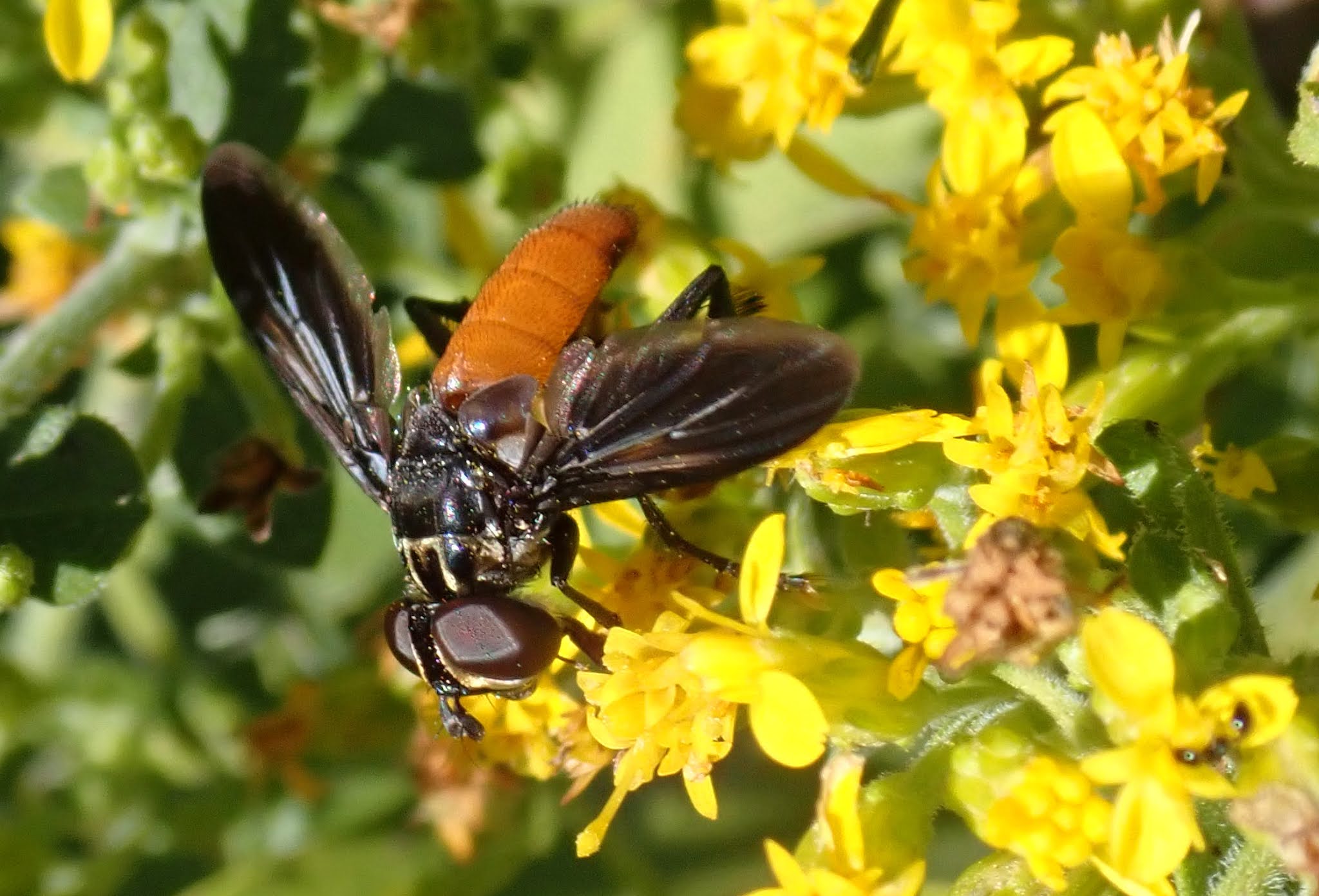 Springfield Plateau: Swift Feather-legged Fly