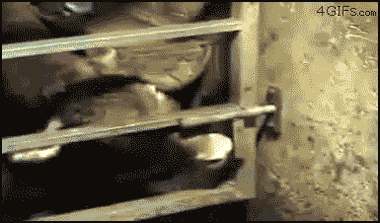 2012-01-08 | Amazing Creatures