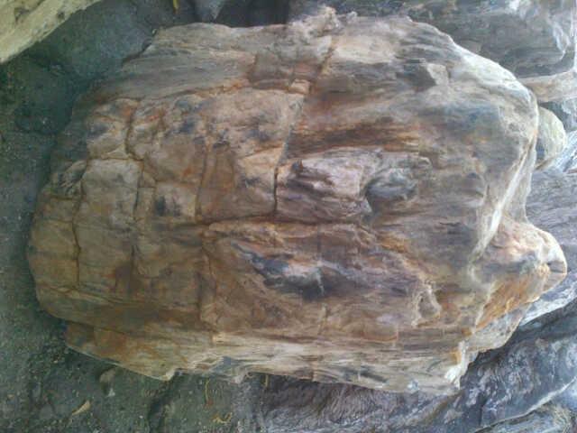 Museum Fosil Kayu Indonesia: GURATAN, WARNA, DAN BERAGAM BENTUK FOSIL KAYU