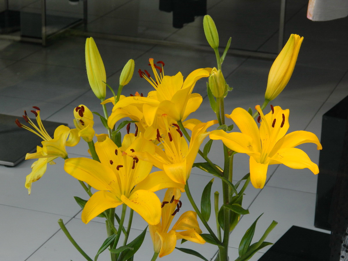 LA MULTI ANI, ROMANIA!: Crini galbeni