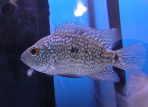 Ciclidos Americanos: Herichthys carpintis