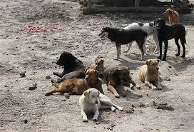 Abe's Animals: Free-ranging dog populations