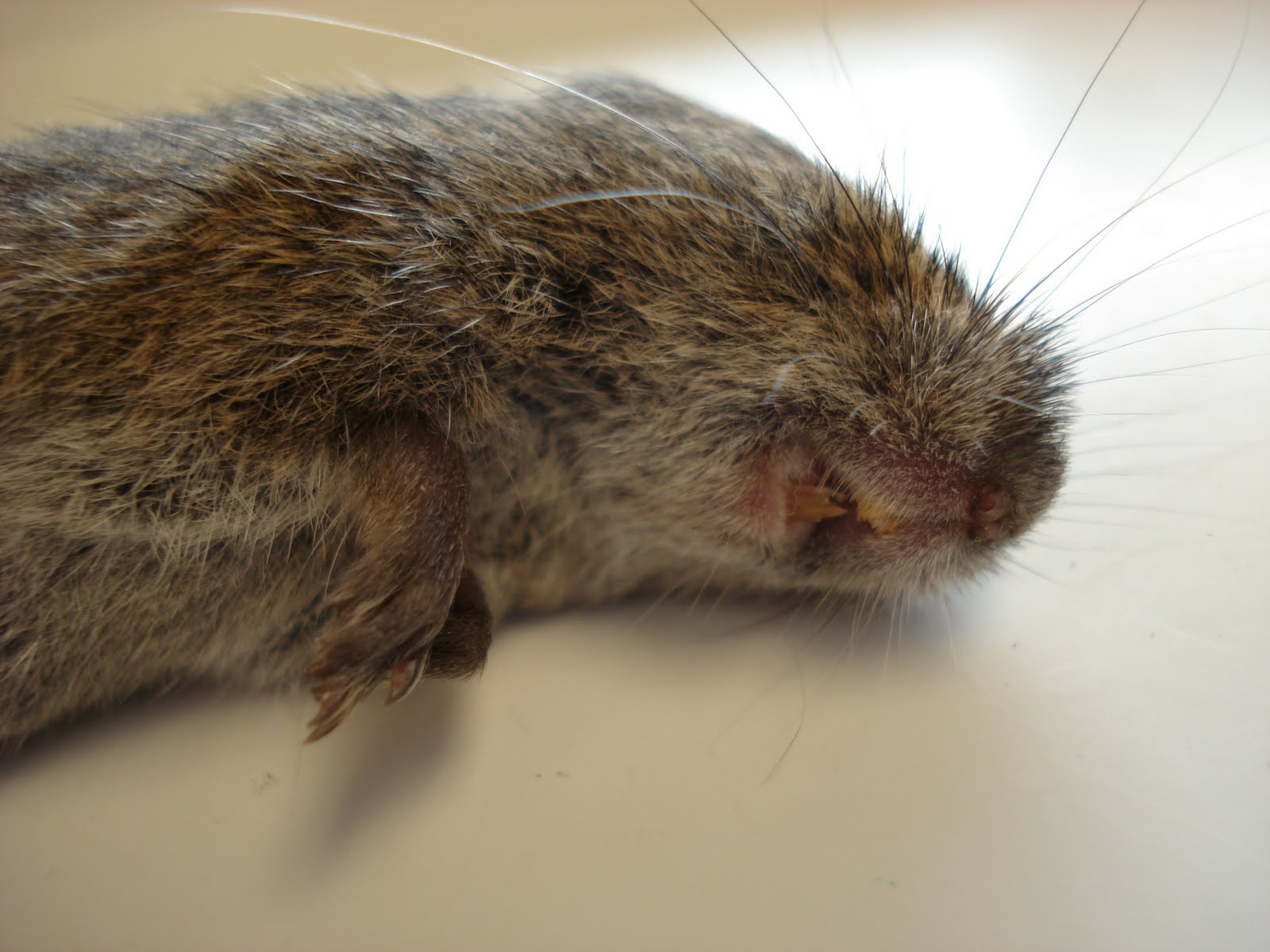 Birding from Home: The Long Tailed Vole