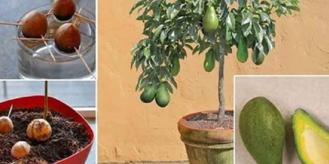 Nemojte kupovati AVOKADO: Evo kako ga lako zasaditi i imati stalnu ...