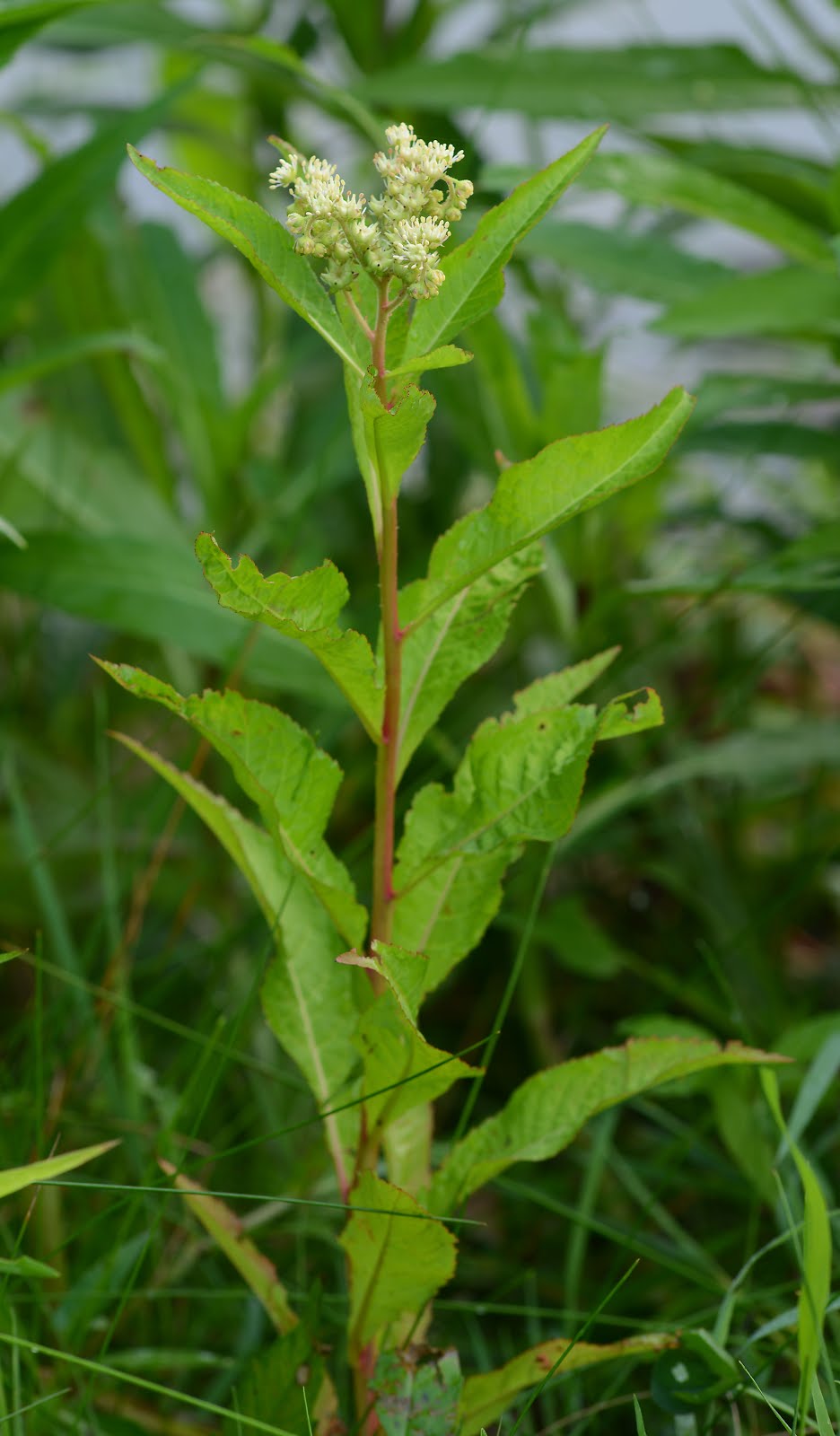 Indiana Plant A Day: Ditch Stonecrop