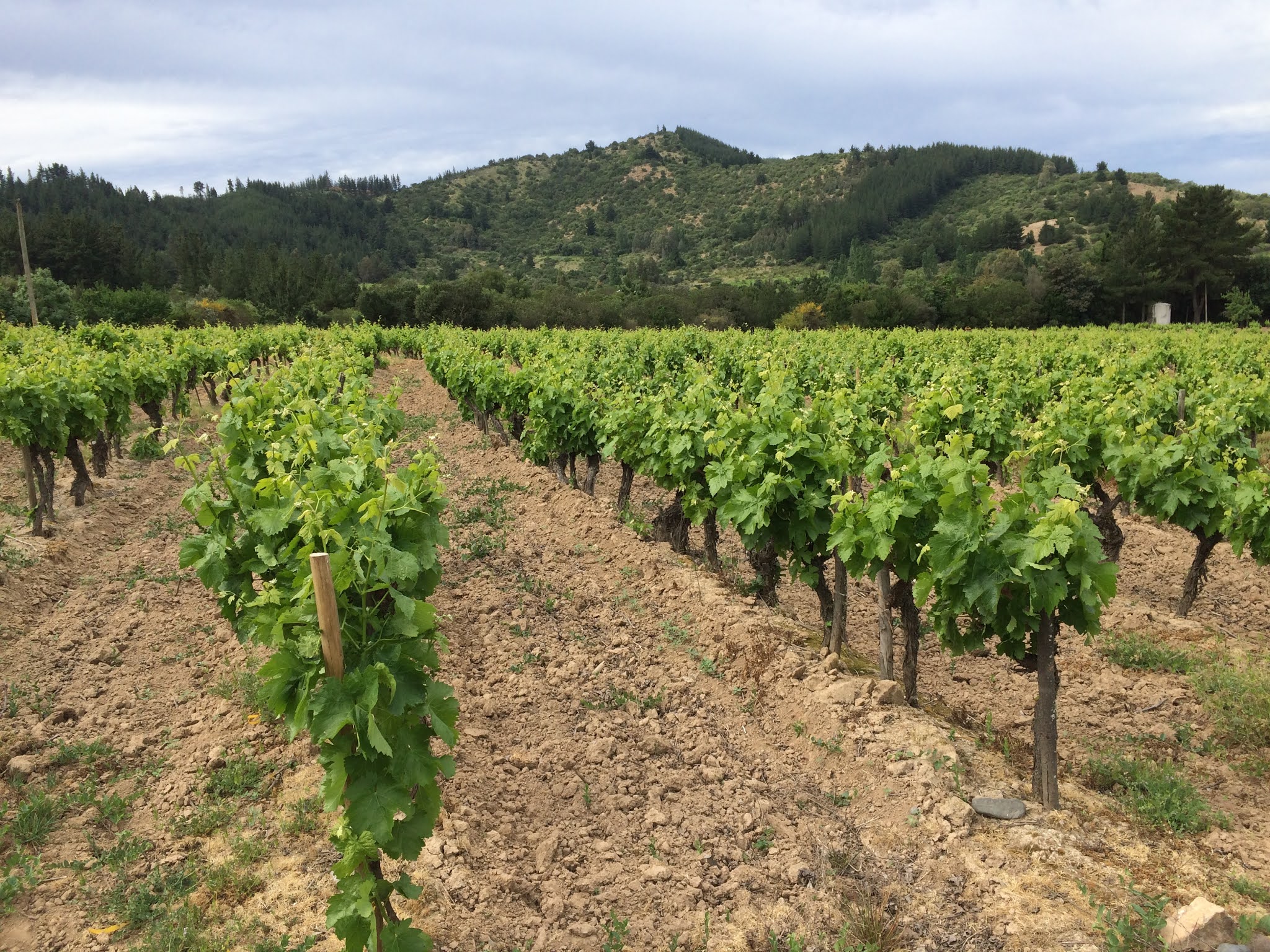 Chile: múltiples sabores y colores. : Tres cepas que quizás no se ...