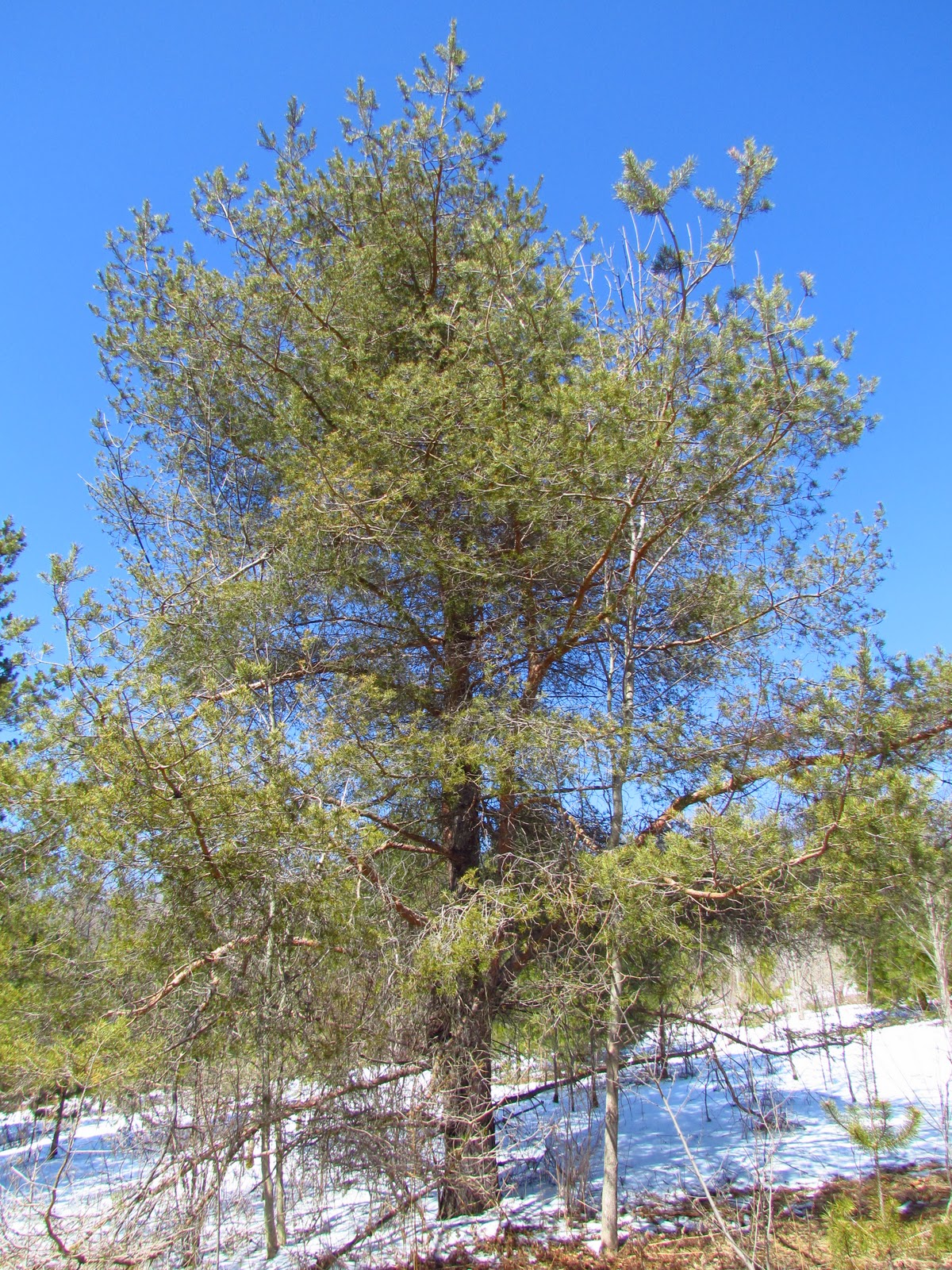 Survey of the Land: Pine trees spruces and tamarack identification