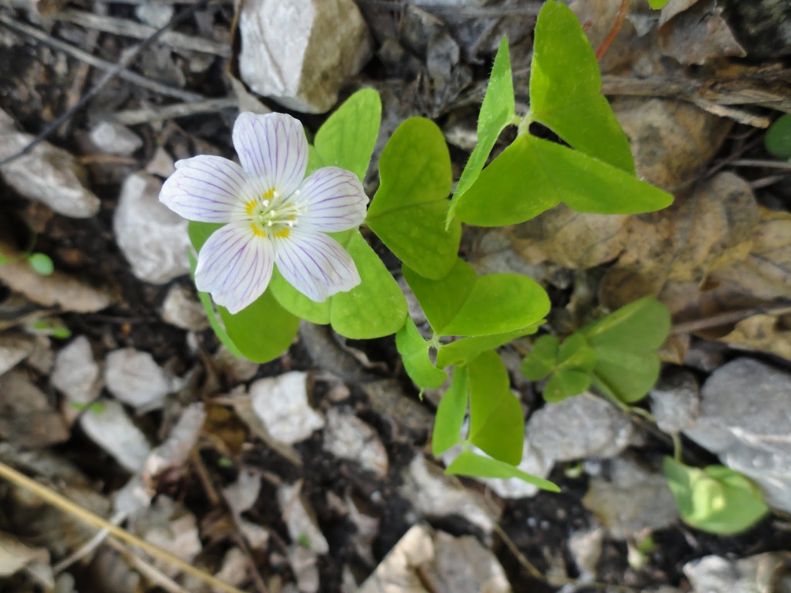 Frumusetile naturii: Macrisul iepurelui (Oxalis acetosella)