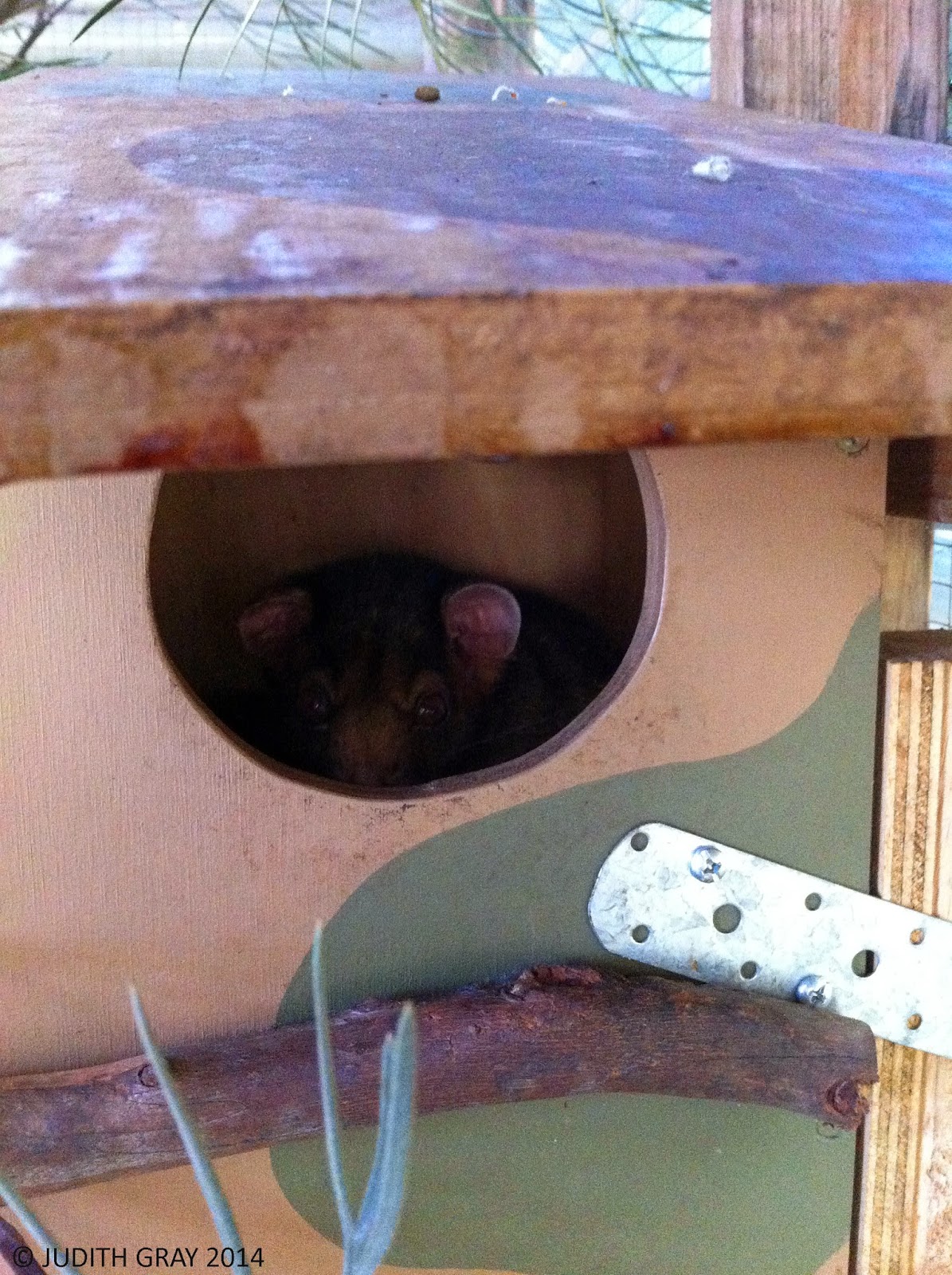 Drey's of the Common Ringtail Possum