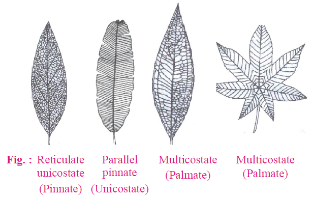 Biology Topics: LEAF