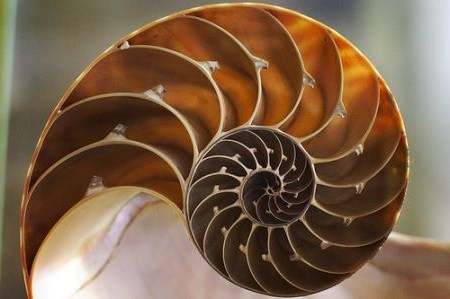 Rasio Emas (Golden Ratio) - M4TH-LAB