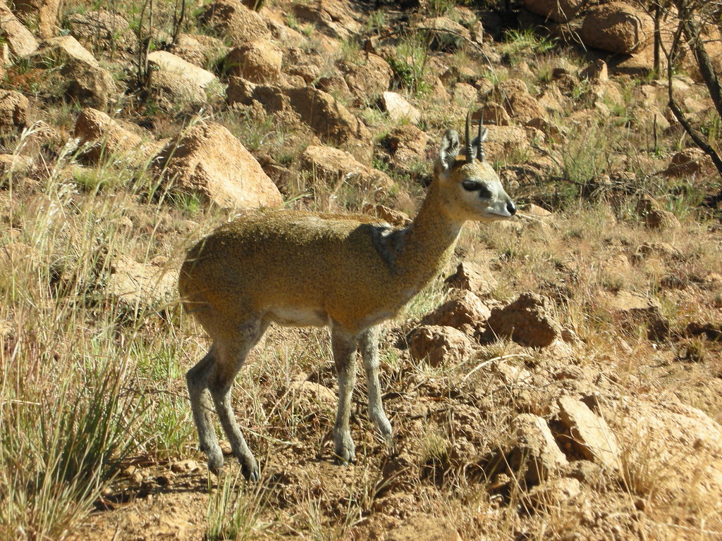 Plants, insects and animals: Klipspringer