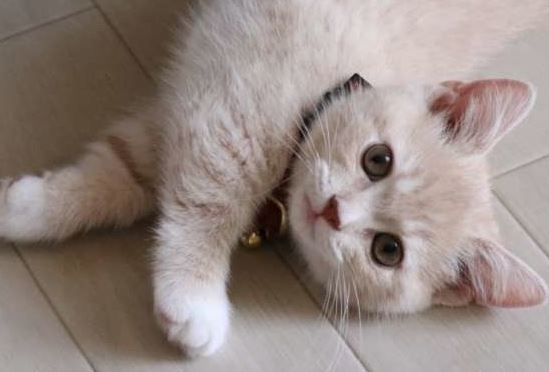 Kucing Mix Dome Abu Abu - Easy Study