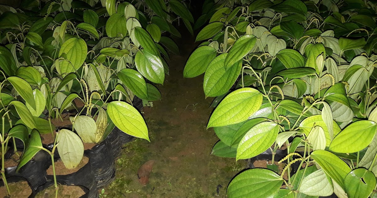 Bibit Lada Perdu atau Merica | CV. WAHYU TANI PUTRA