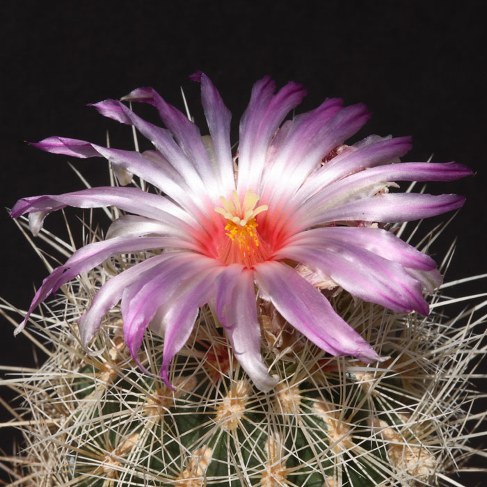 Cactus world beauty: September 2011