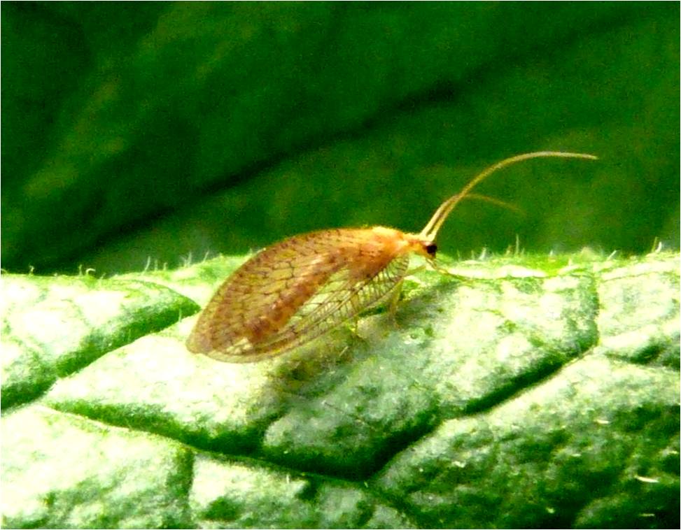 Insects of Scotland: Lacewings/Scorpion Flies