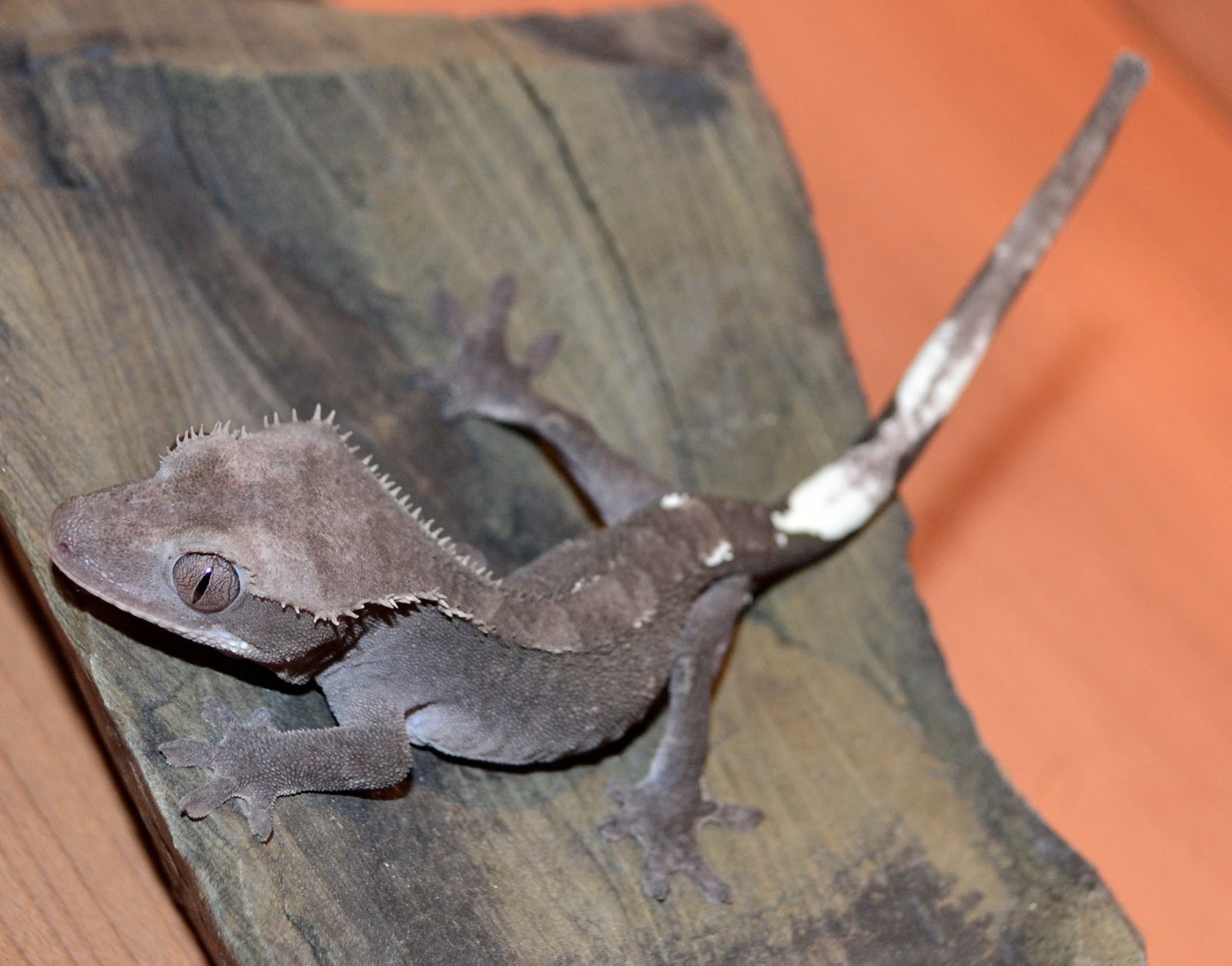 Couple of shots of the grey crested geckos | Reptile Forums