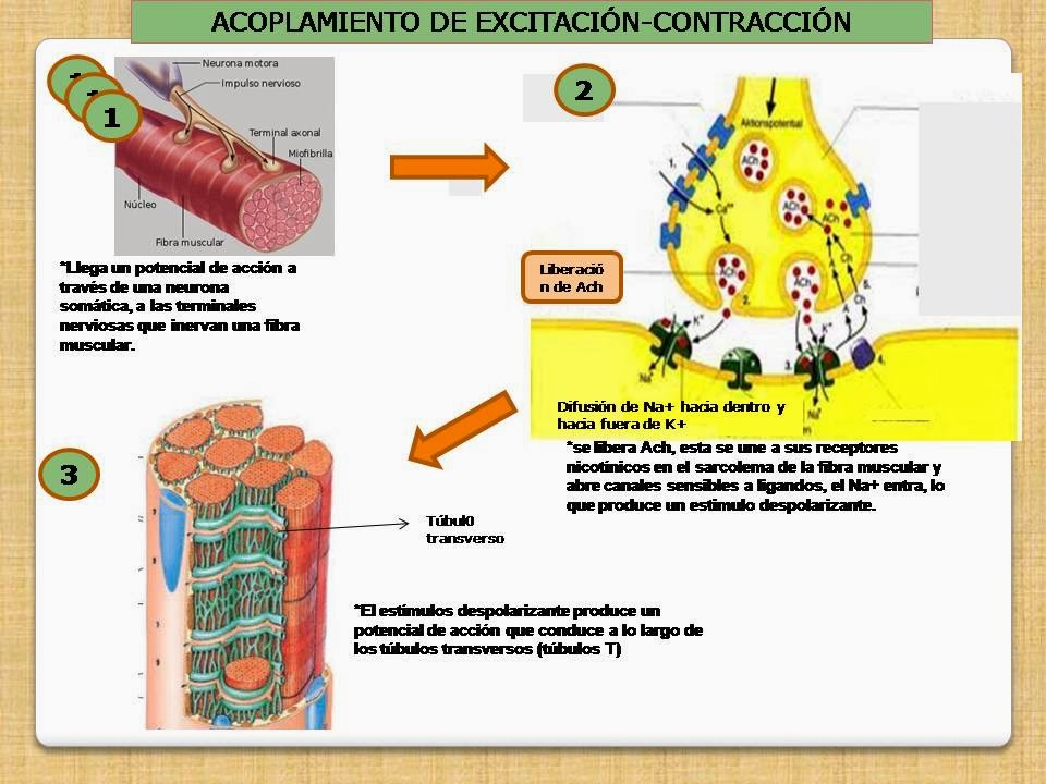 EXCITACIÓN- CONTRACCIÓN MUSCULAR. | Blog de Fisiología Médica