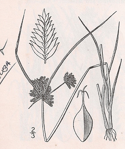 FLORA ILUSTRADA BRITTON DEL NORTE DE U.S.A.-CANADA: CYPERACEAE CYPERUS ...