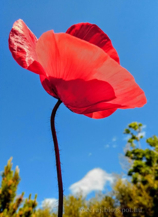 Kóceráj: Pipacs sorozat 3.