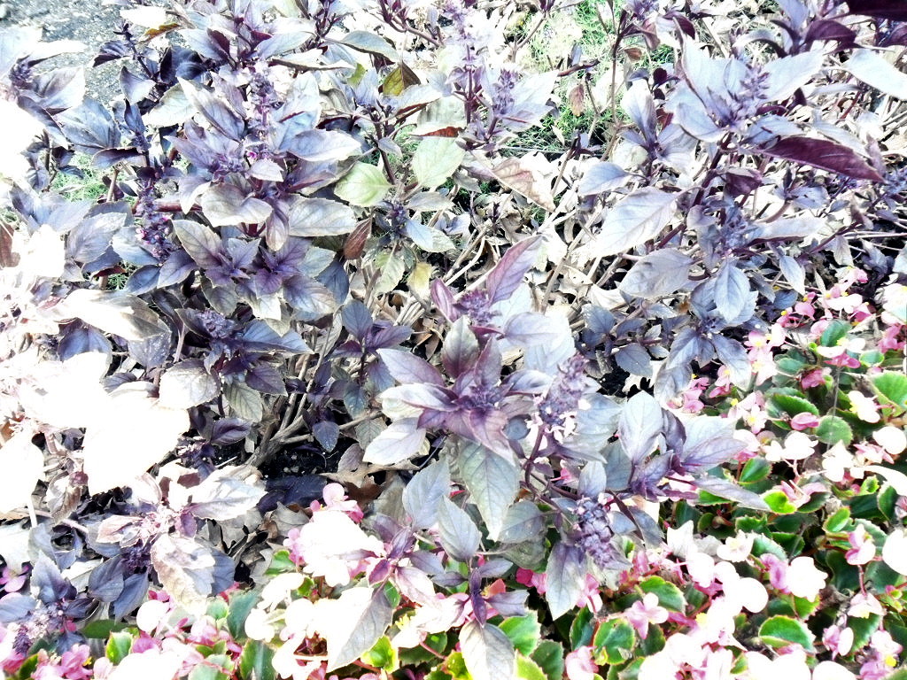 Backyard Patch Herbal Blog: Beginner’s Guide to Growing Basil