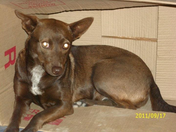 Adoptándonos: Miel, preciosa perra color chocolate en adopción