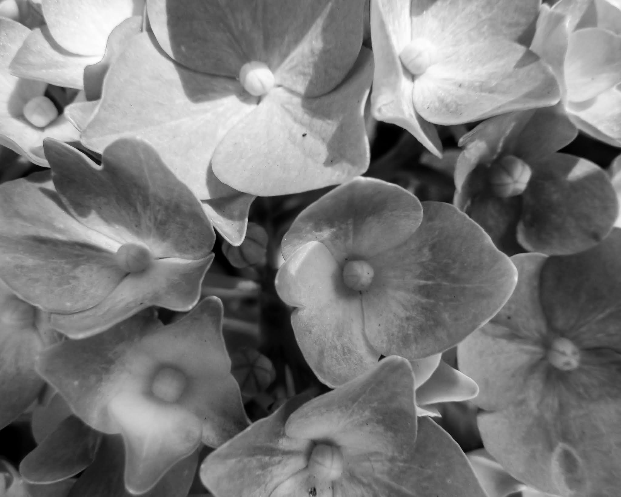 NEW SAVANNA: Flowers in grayscale