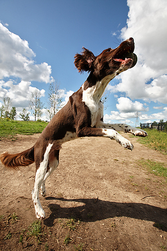 best photos 2 share: Awesome Jumping Dog Pictures