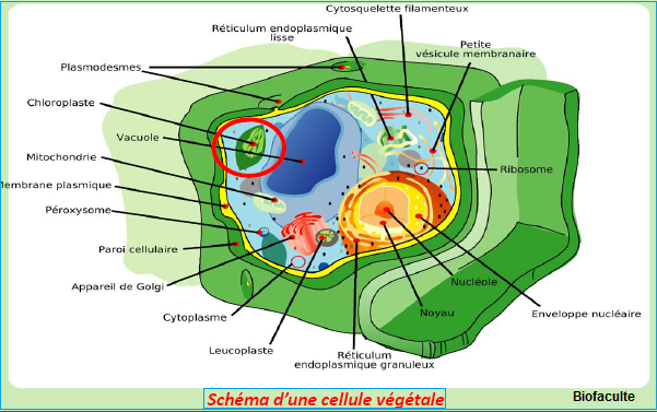 Les organites de la cellule animale et végétale | Bio faculté