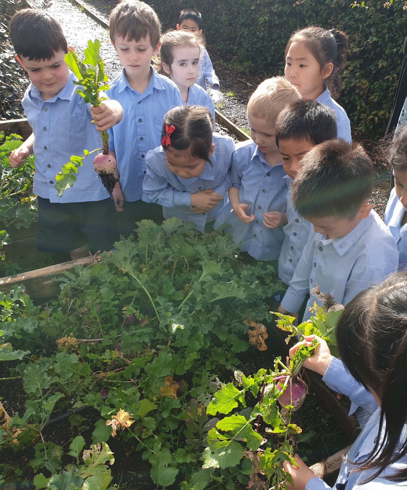 Sunnyhills School Environmental Blog: Our Enormous Turnips