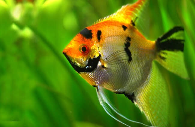 Angelfishes care guide:Breeding, Diet, habitat and more