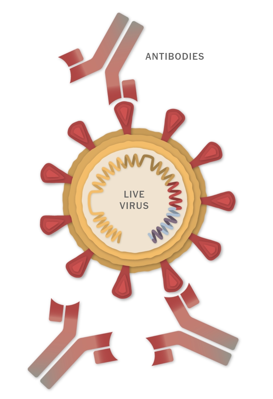 Minda Ke Tinta Dr.Rushdan Noor: VAKSIN COVID-19 VIRUS TERNYAHAKTIF DARI ...