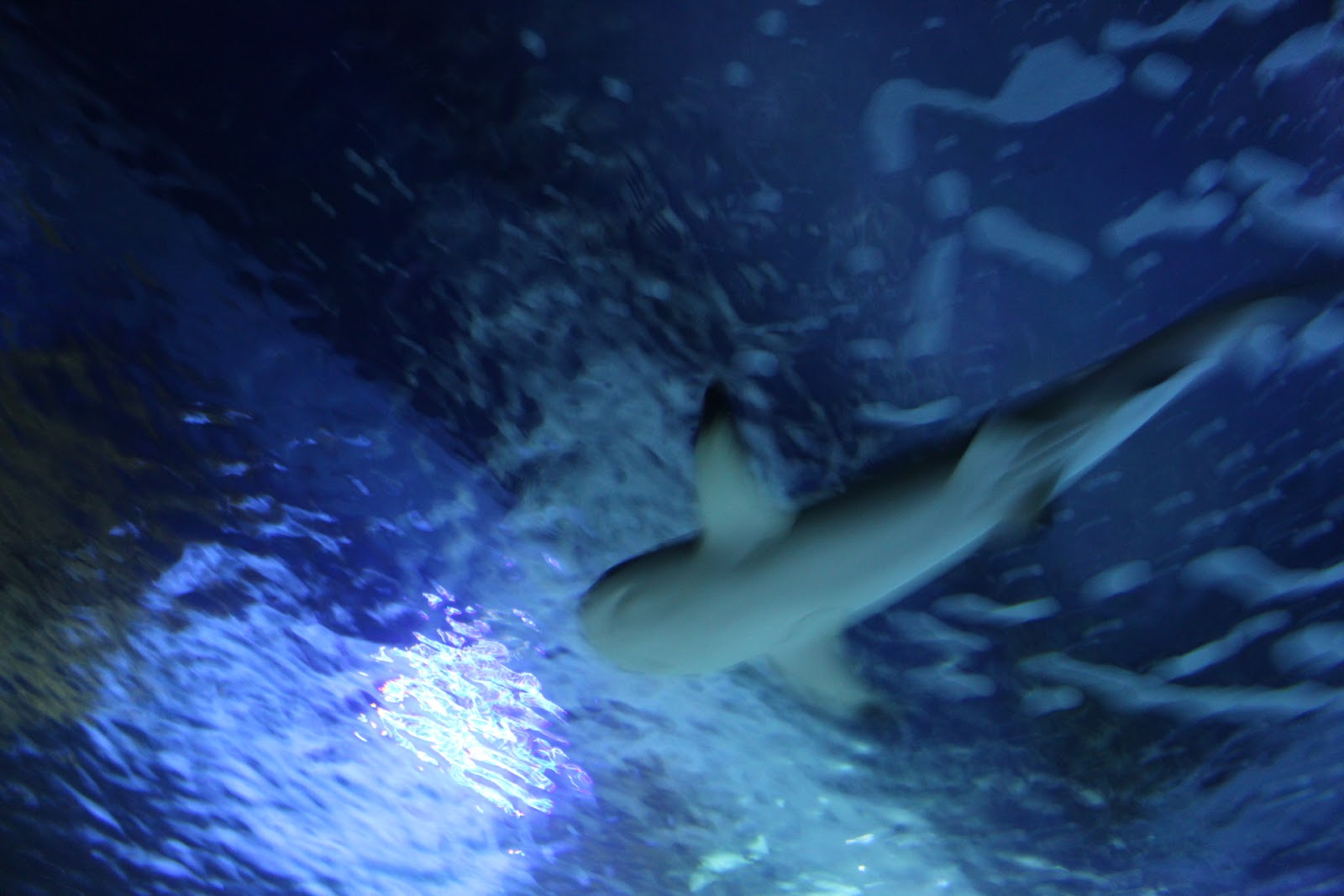 KISA NOTLARLA GEZİ GÜNLÜĞÜM : SU ALTI DÜNYASI