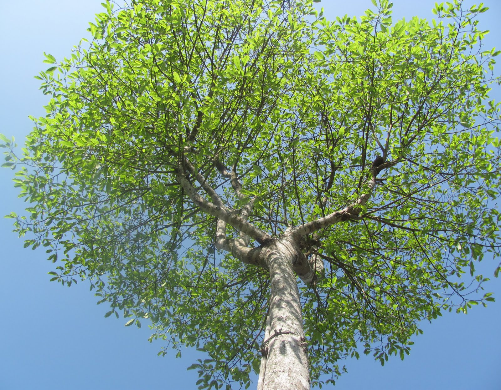 Village View: Local trees of Nagaland