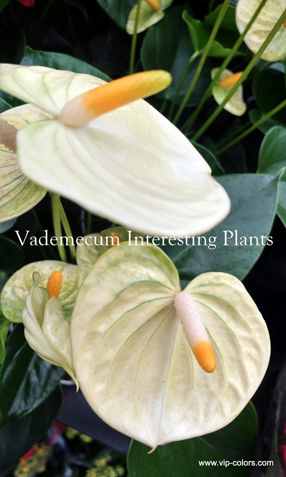 Vademecum Interesting Plants: Anthurium - Anturium