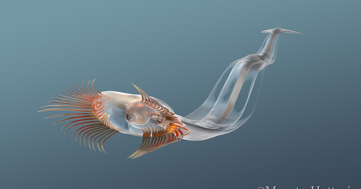 Marchan Blog: Capinatator praetermissus