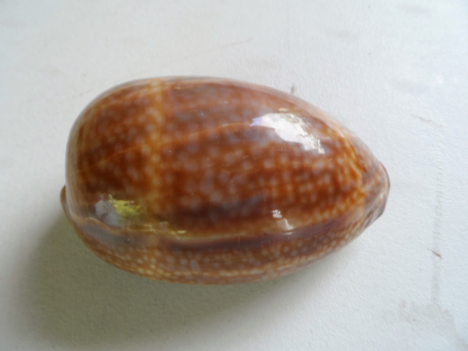 conchas y caracoles: CYPRAEA CERVUS