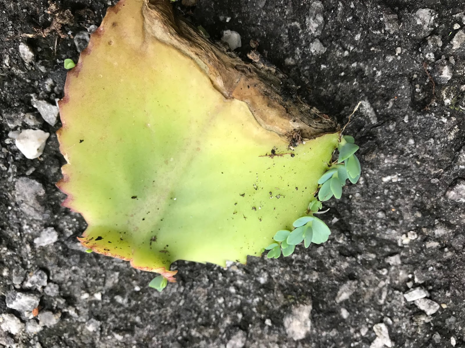 新/马草药自然医学: 落地生根的功效与作用.Kataka-taka (Miracle Leaves) Traditional ...