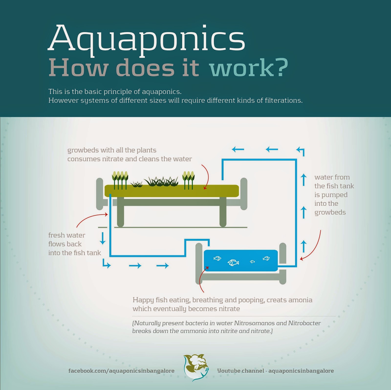 How does Aquaponics work The basic blue print ~ Unique Aquaponics Plans