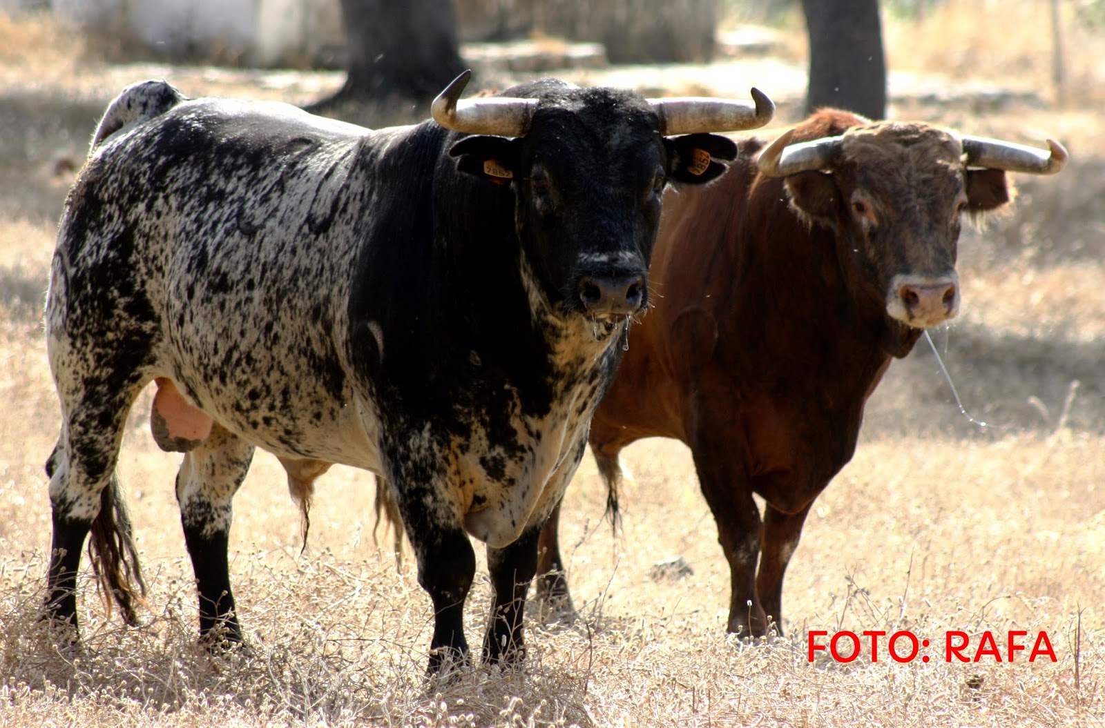 Toreo en Red Hondo: FERIA DE TAFALLA, 2016 (1): LOS TOROS DE AGUADULCE