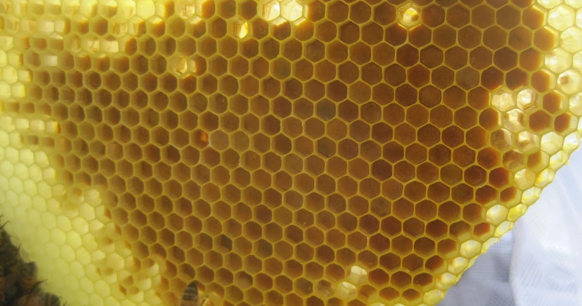 REDWOODSHIRE- learning to grow; growing to learn: Hive Inspection #2 ...