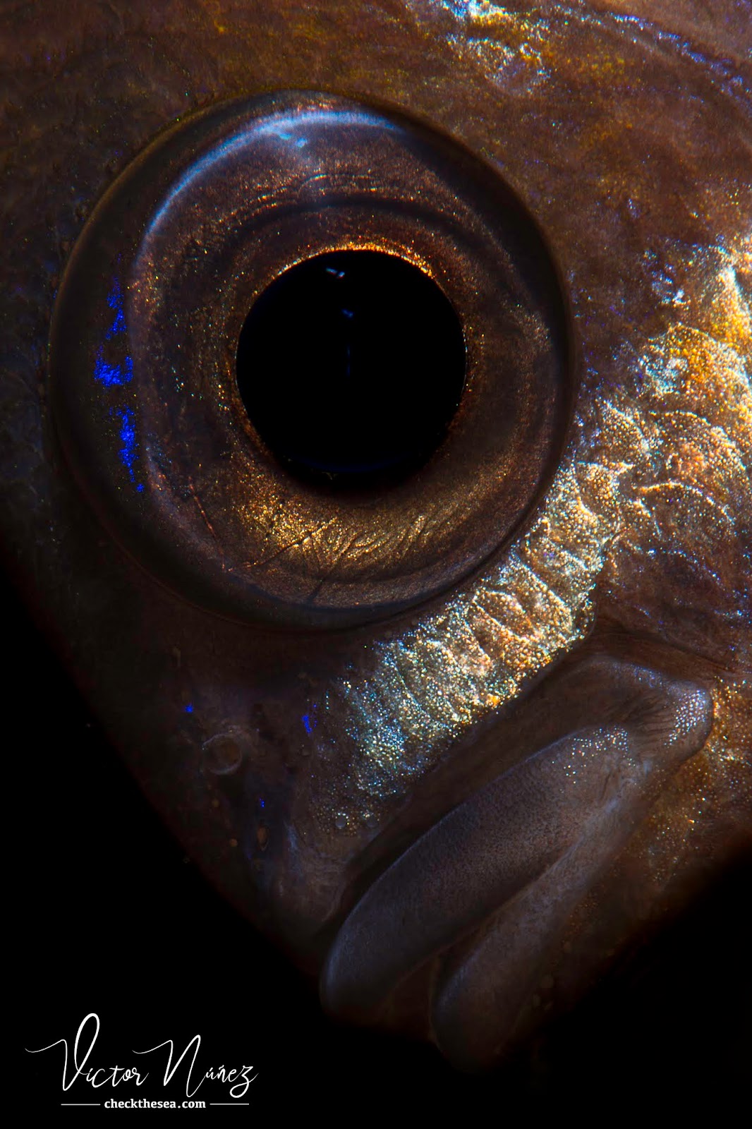 Check the Sea. Web de buceo y fotografía submarina de las Islas ...