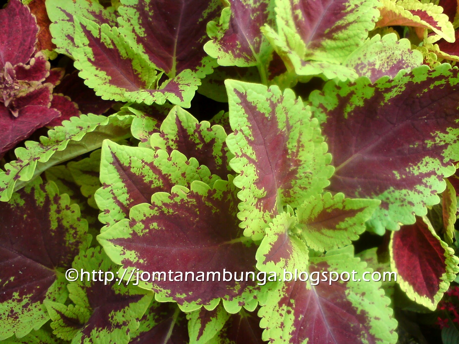 Jom Tanam Bunga: Hati-Hati Dengan Pokok Ati-Ati