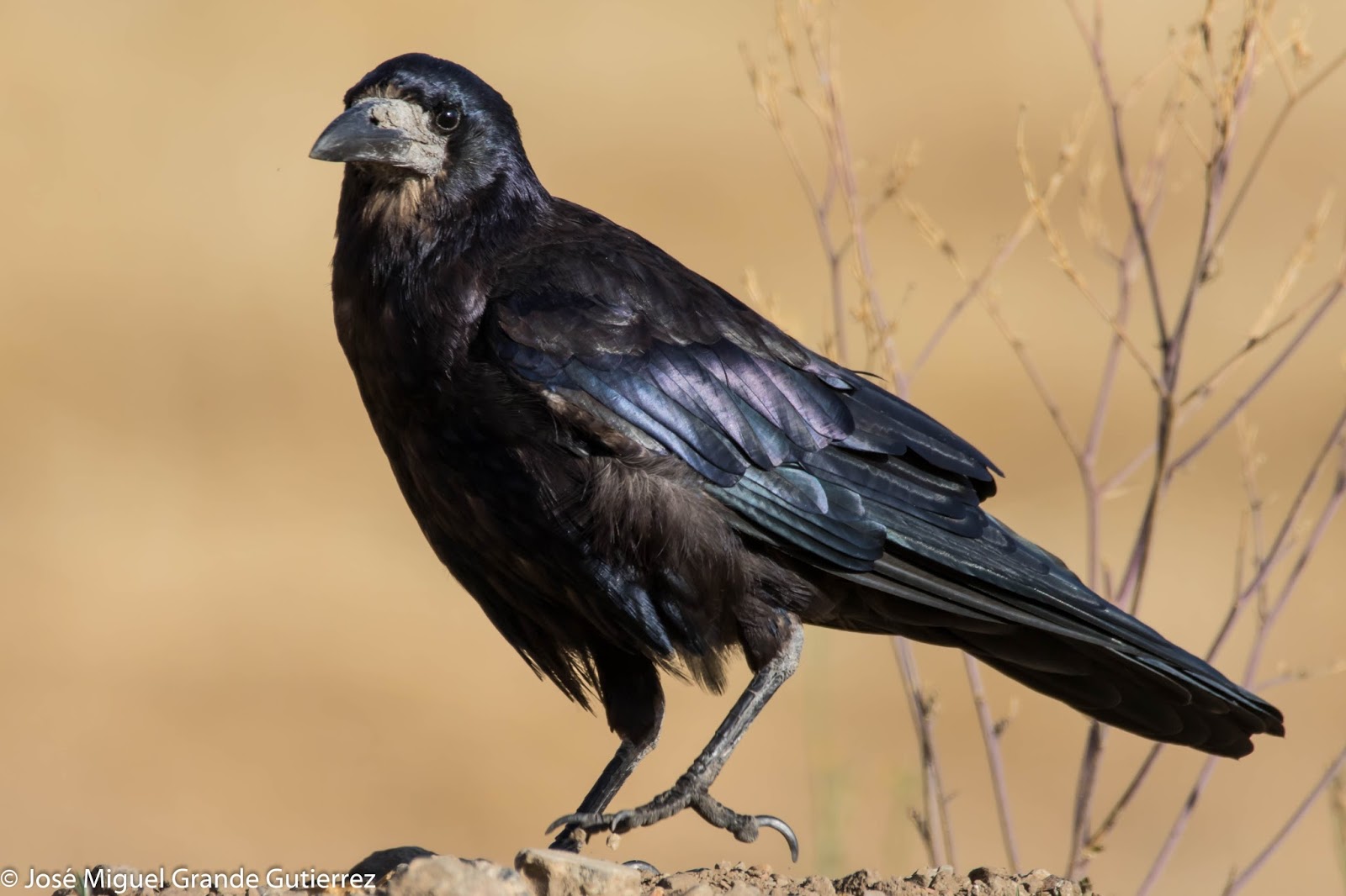 AVECEDARIO2016-UN MUNDO MARAVILLOSO: Graja (Corvus frugilegus)-Rook ...